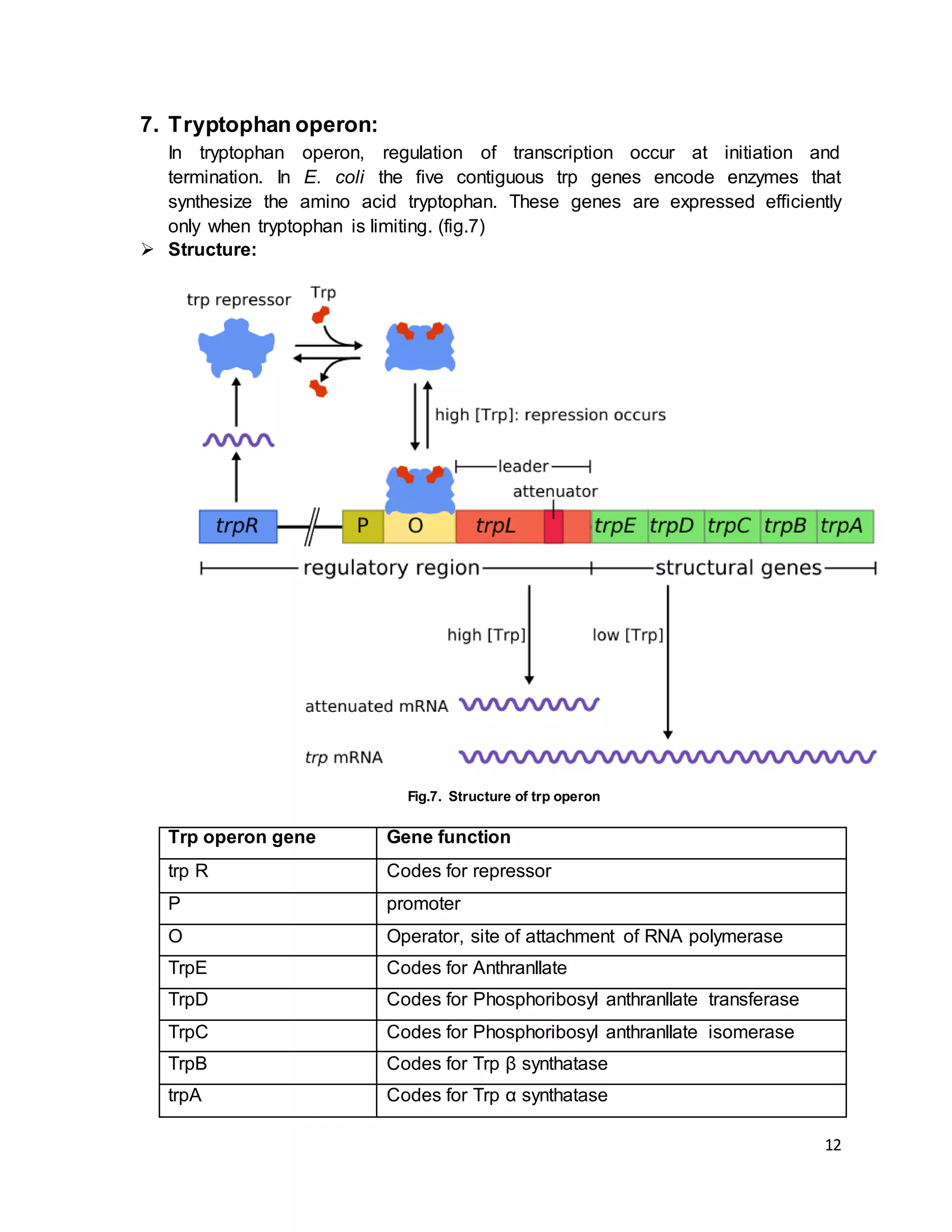 Gene regulation in prokaryotes | DOCX