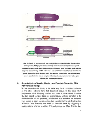 Gene regulation in prokaryotes | DOCX