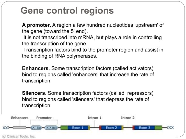 Gene regulation | PPT