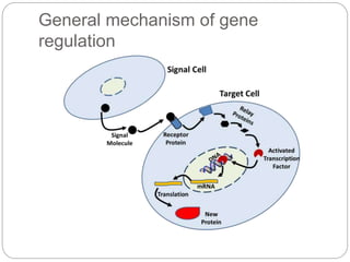 Gene regulation | PPSX