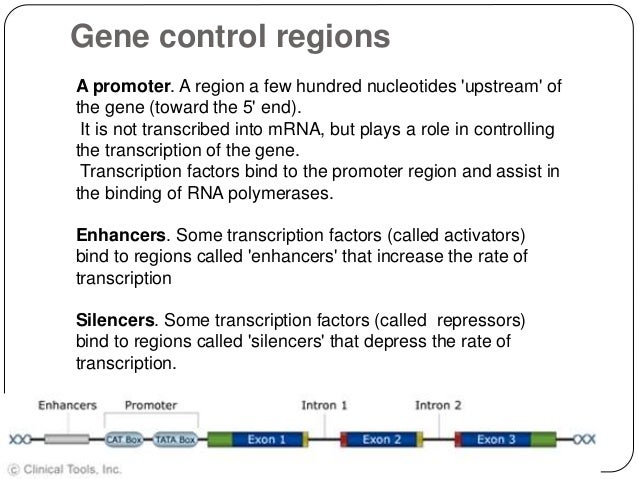 Gene regulation