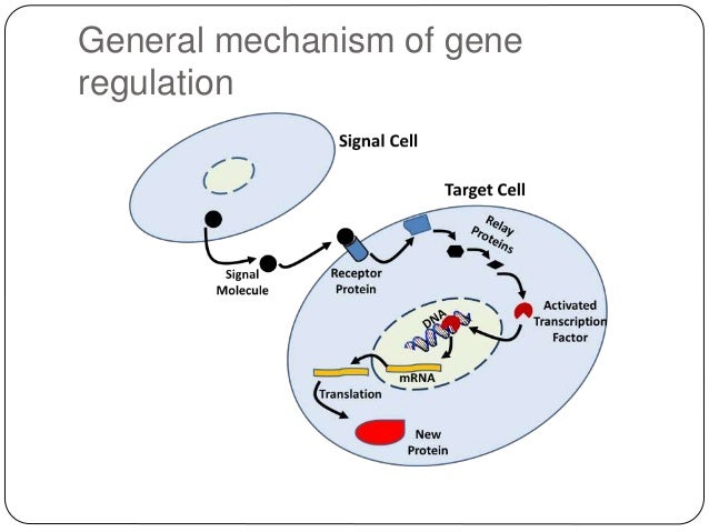 Gene regulation