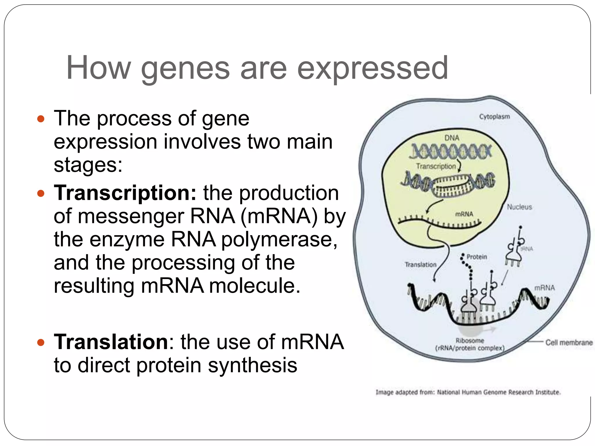 Gene regulation | PPSX