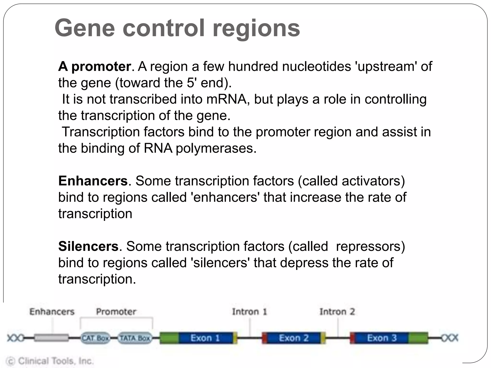 Gene regulation | PPSX