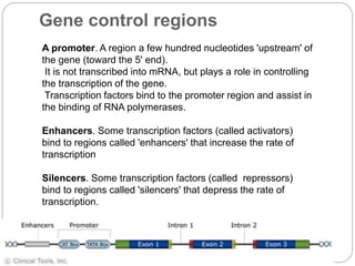 Gene regulation | PPSX