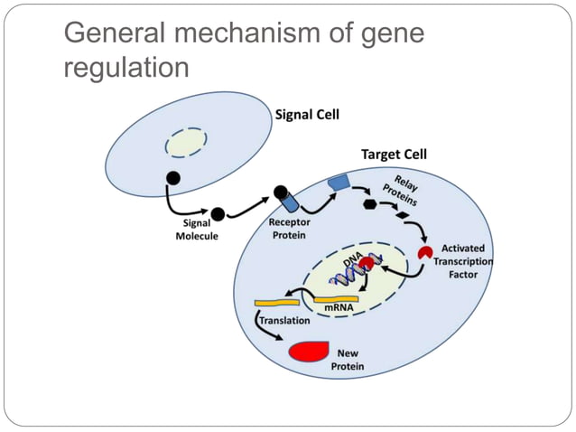 Gene regulation | PPT