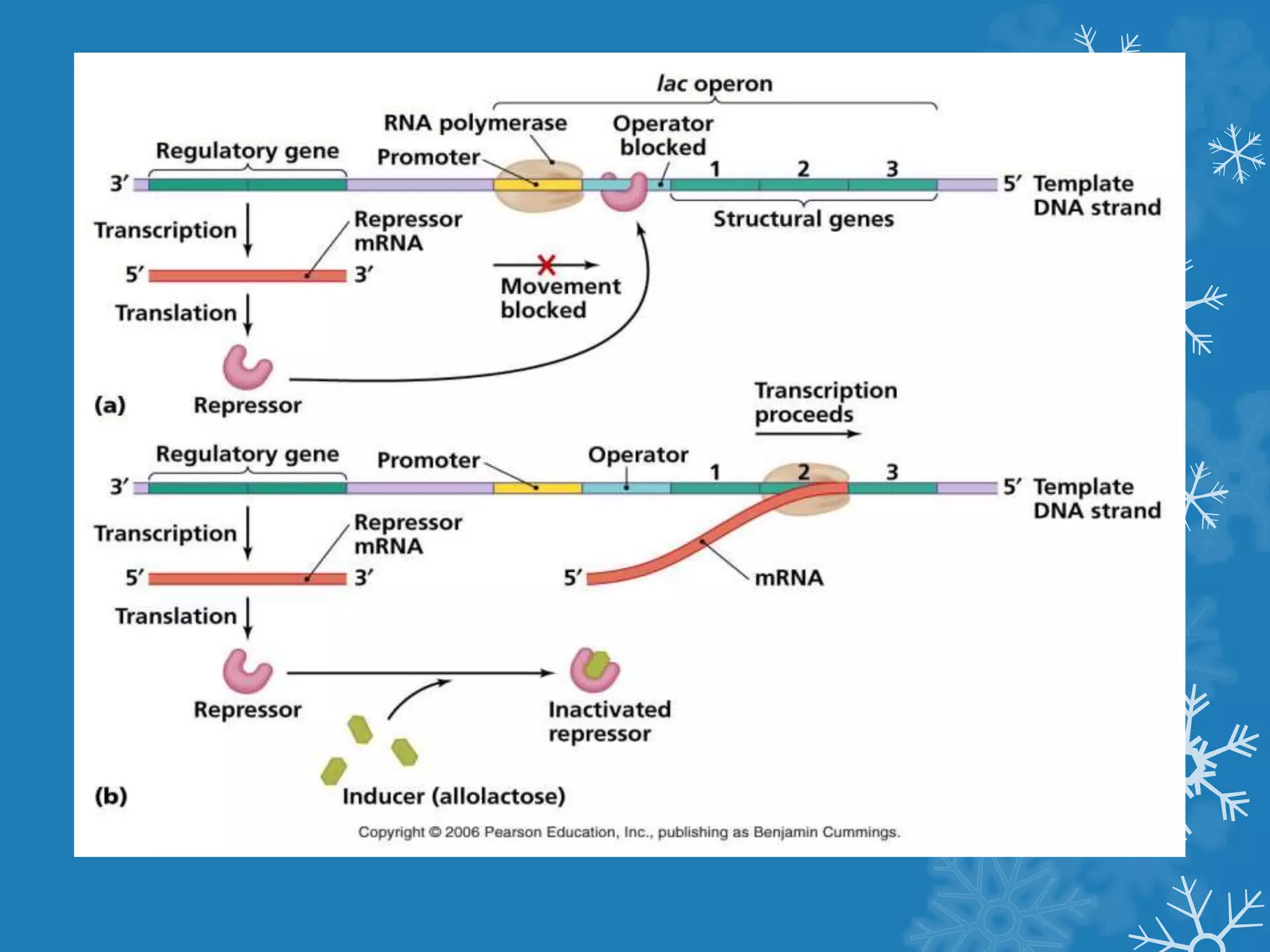 Regulation of Gene expression | PPTX | Chemistry | Science