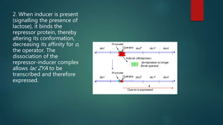 Gene regulation | PPTX