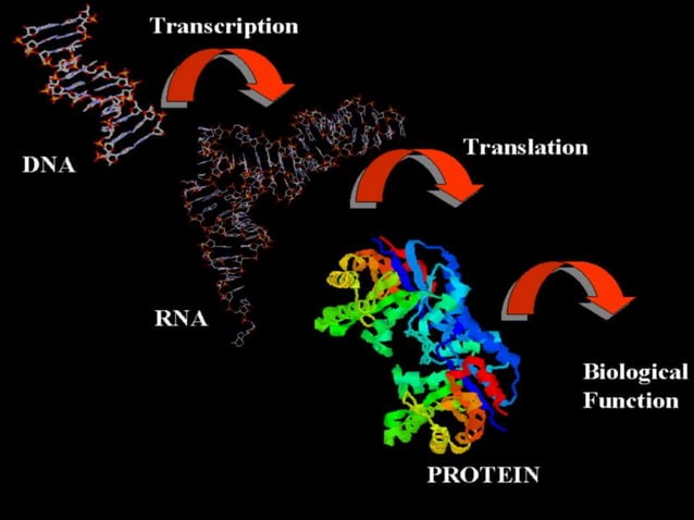 Gene regulation | PPT
