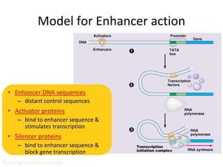 Gene regulation | PPT