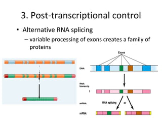 Gene regulation | PPT