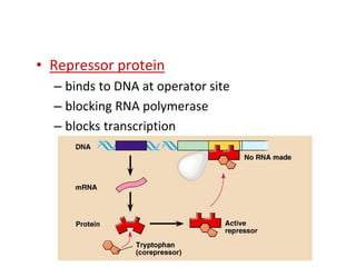 Gene regulation | PPT