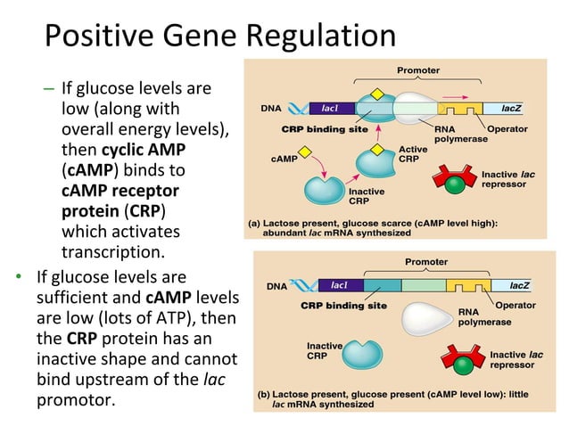 Gene regulation | PPT
