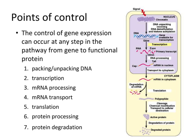 Gene regulation | PPT