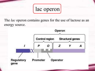 Gene regulation | PPT