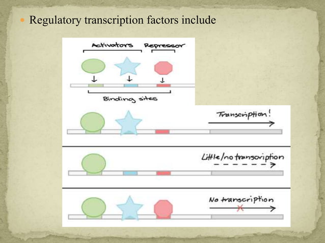 Gene regulation | PPT