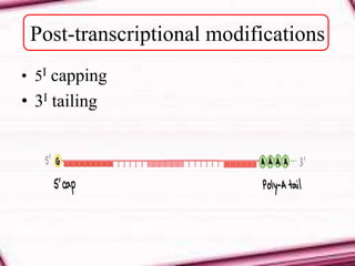Gene regulation | PPTX