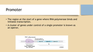 Gene regulation | PPT