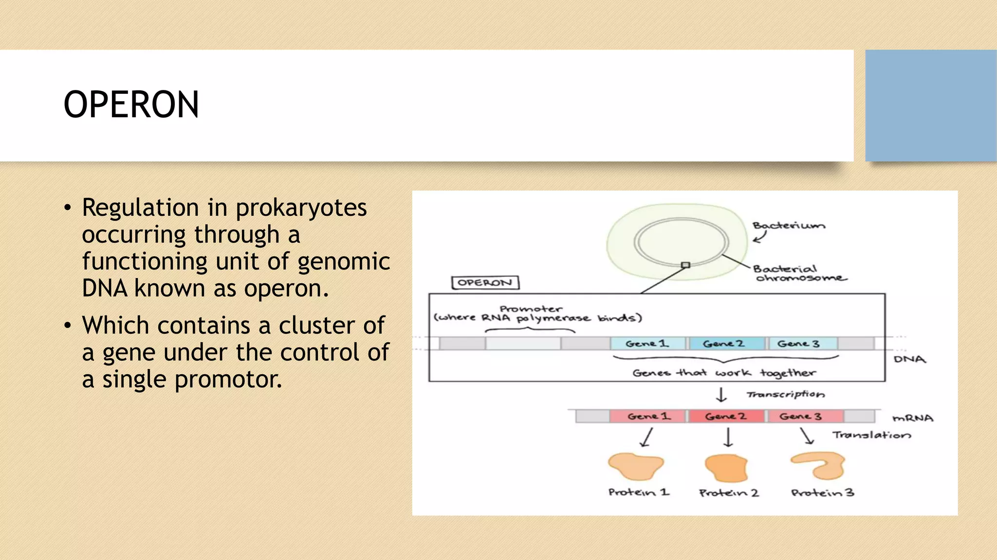 Gene regulation | PPT