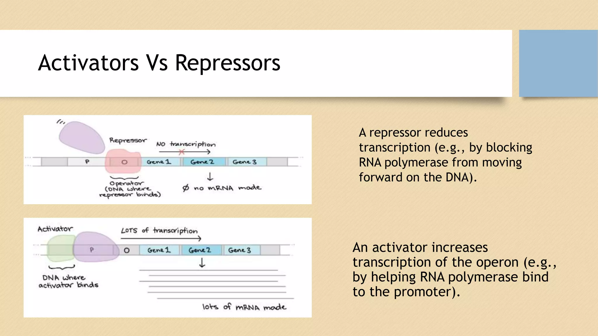 Gene regulation | PPT