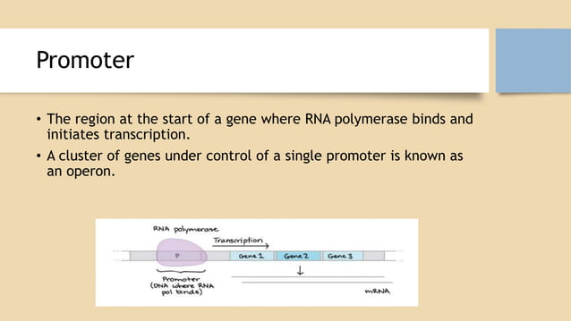 Gene regulation | PPT