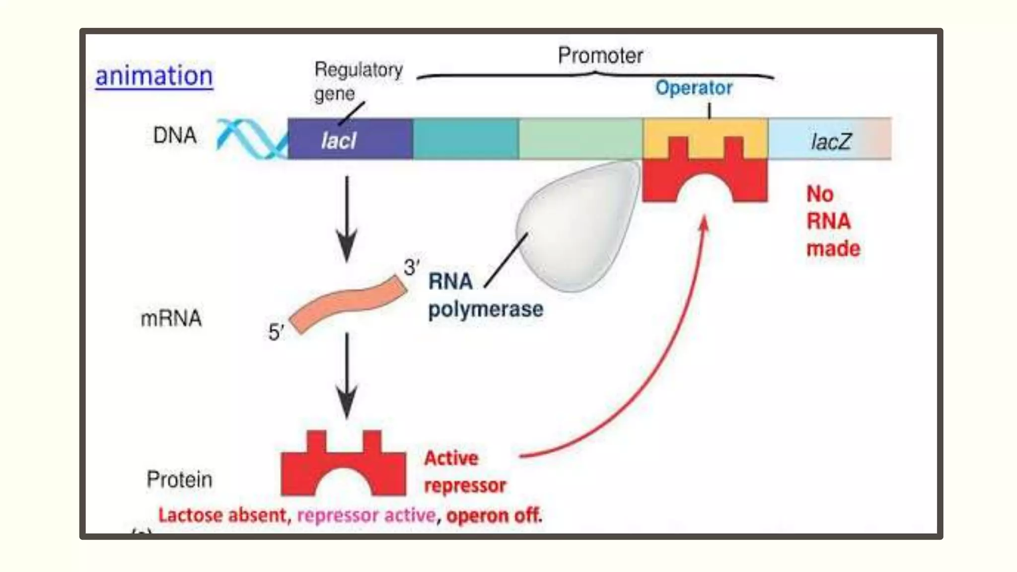 GENE REGULATION.pptx