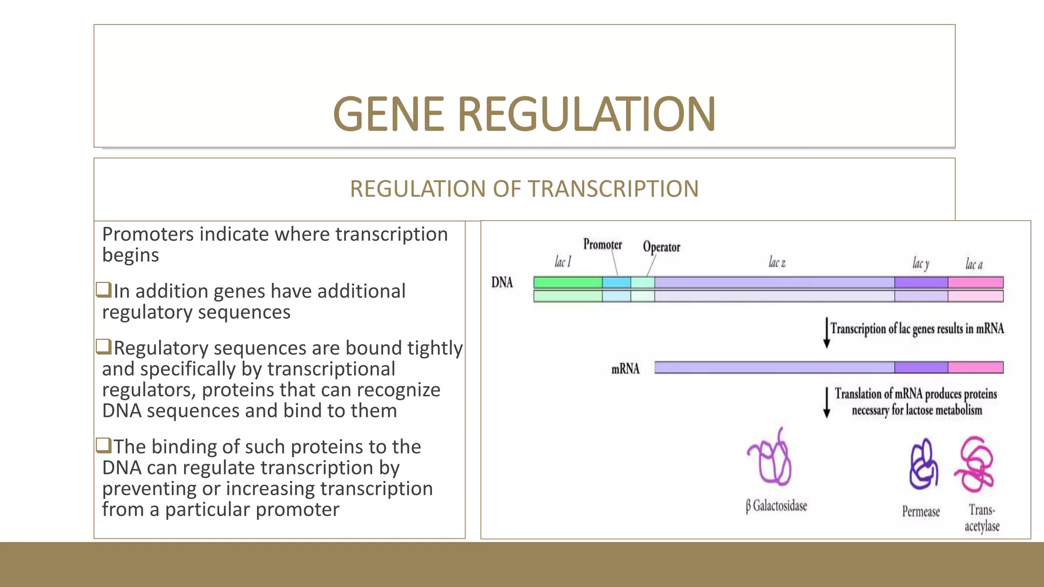 GENE REGULATION.pptx