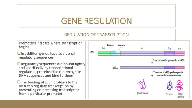 GENE REGULATION.pptx