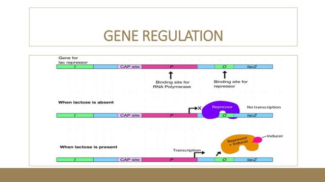 GENE REGULATION.pptx