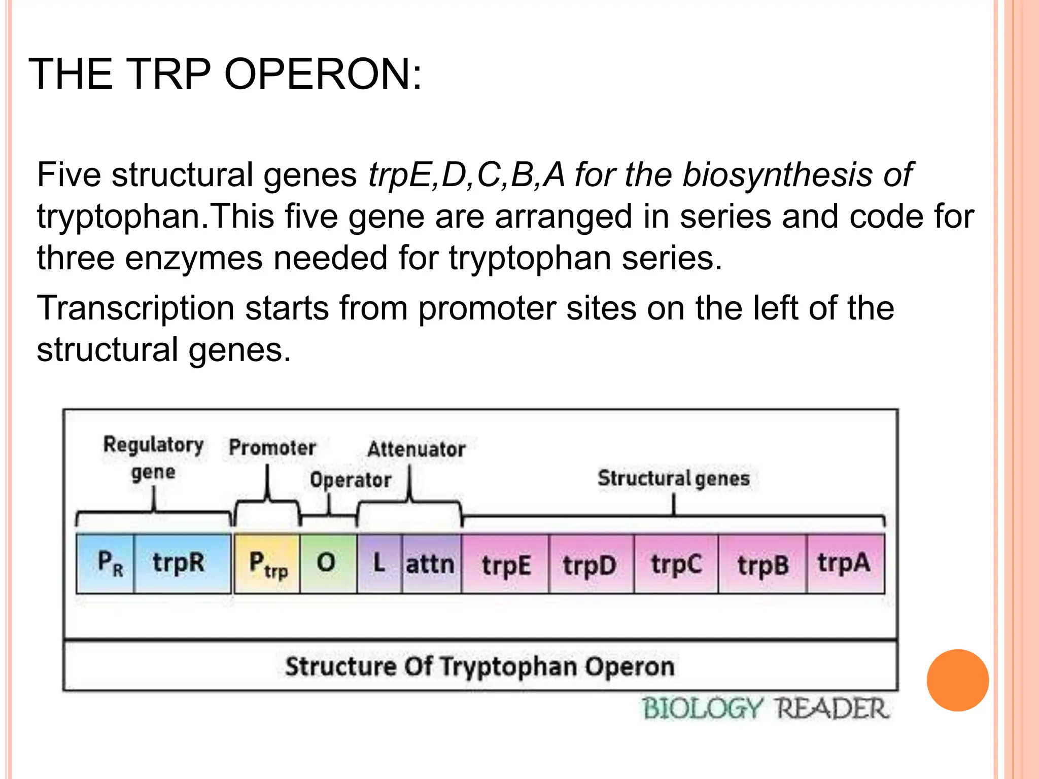 Gene Regulation.pptx