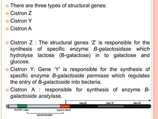 Gene Regulation.pptx