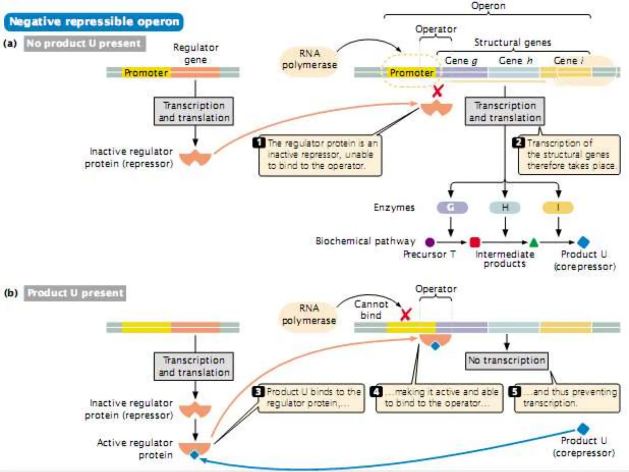 gene regulation.ppt