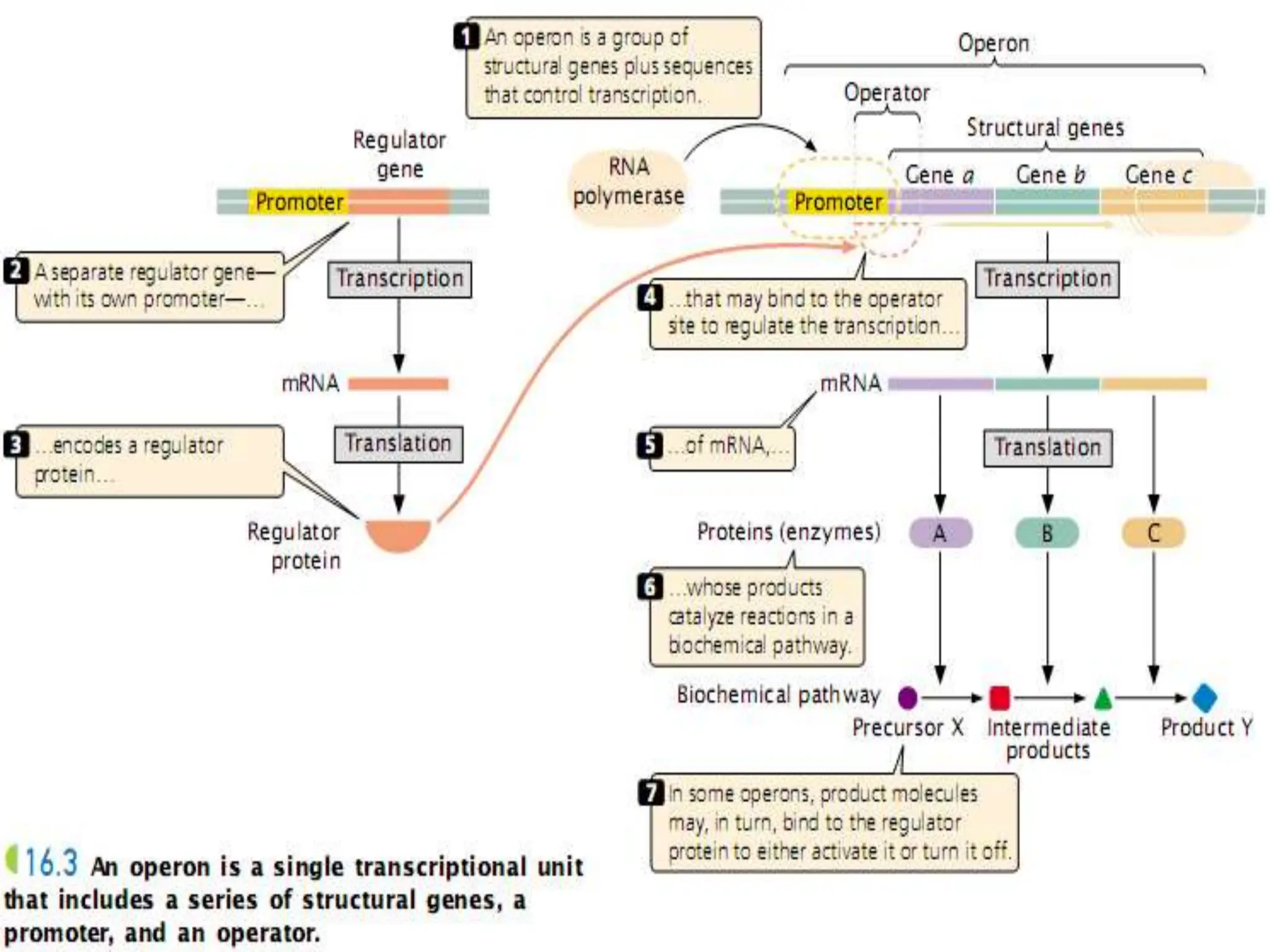 regulation of gene expression .ppt