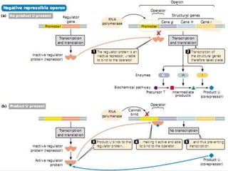 regulation of gene expression .ppt