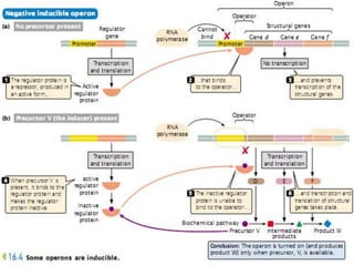 regulation of gene expression .ppt