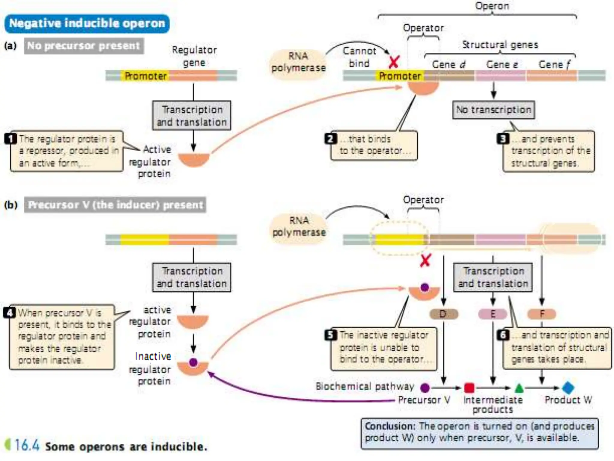 gene regulation .ppt