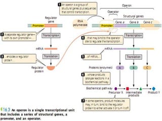 gene regulation .ppt