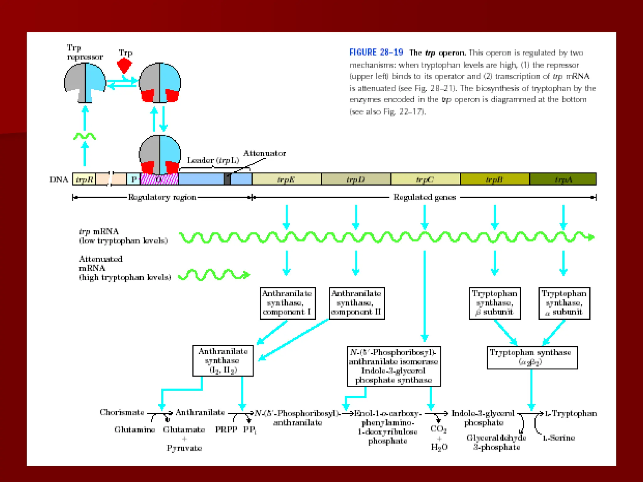GENE REGULATION and genetic Related presentation | PPT