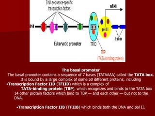 GENE REGULATION and genetic Related presentation | PPT
