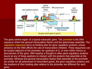 GENE REGULATION and genetic Related presentation | PPT