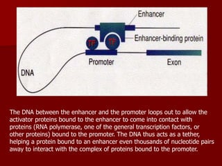 GENE REGULATION and genetic Related presentation | PPT
