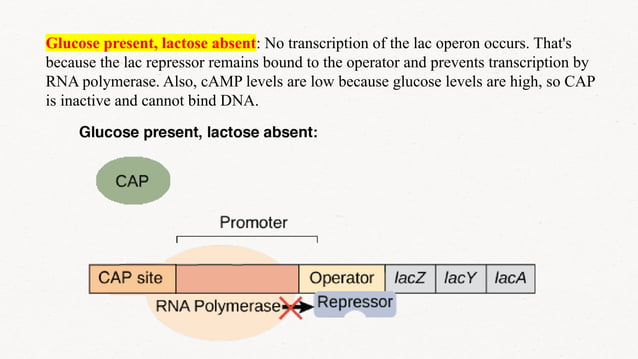 GENE REGULATION AND OPERON MODEL IN E.COLI.pptx