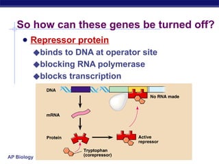 Comprehensive Overview of Gene Regulation in Prokaryotes and Eukaryotes ...