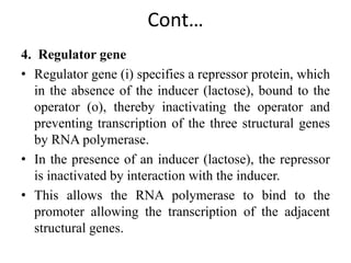 gene regulation-30-4-19.ppt