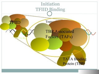 Gene regulation eukaryotes | PPT