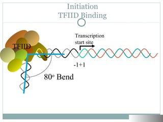 Gene regulation eukaryotes | PPT