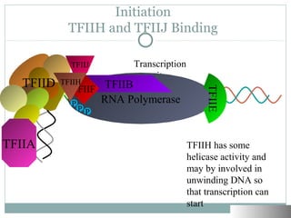 Gene regulation eukaryotes | PPT
