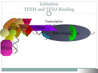 Gene regulation eukaryotes | PPT