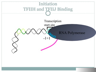 Gene regulation eukaryotes | PPT