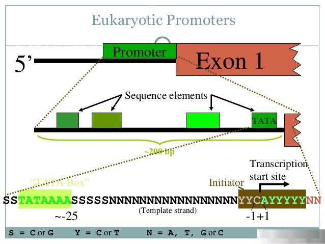Gene regulation eukaryotes